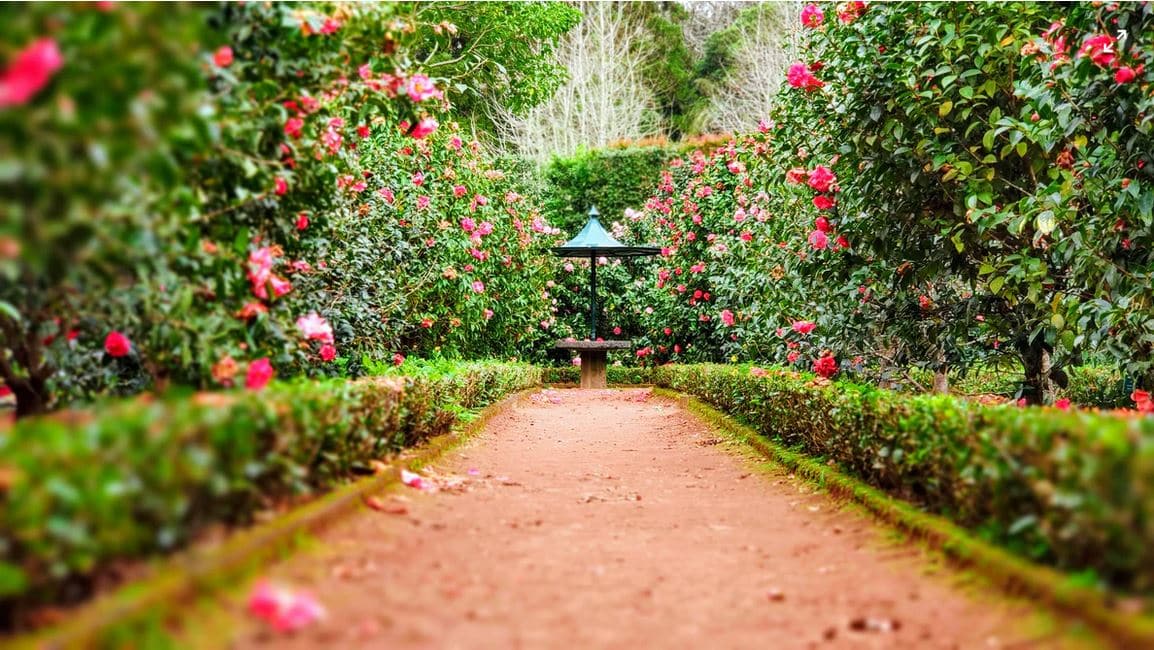 allée fleurie dans un jardin anglais